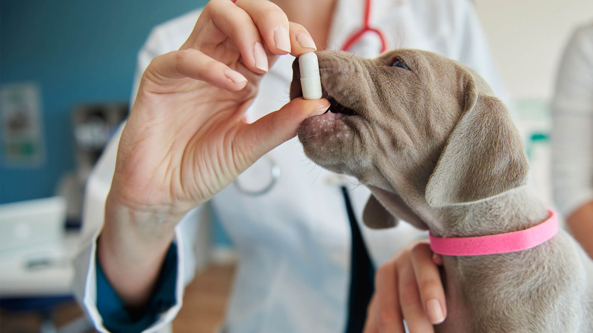 Pet Preventative Care In Medford, OR 97504 | Medford Animal Hospital